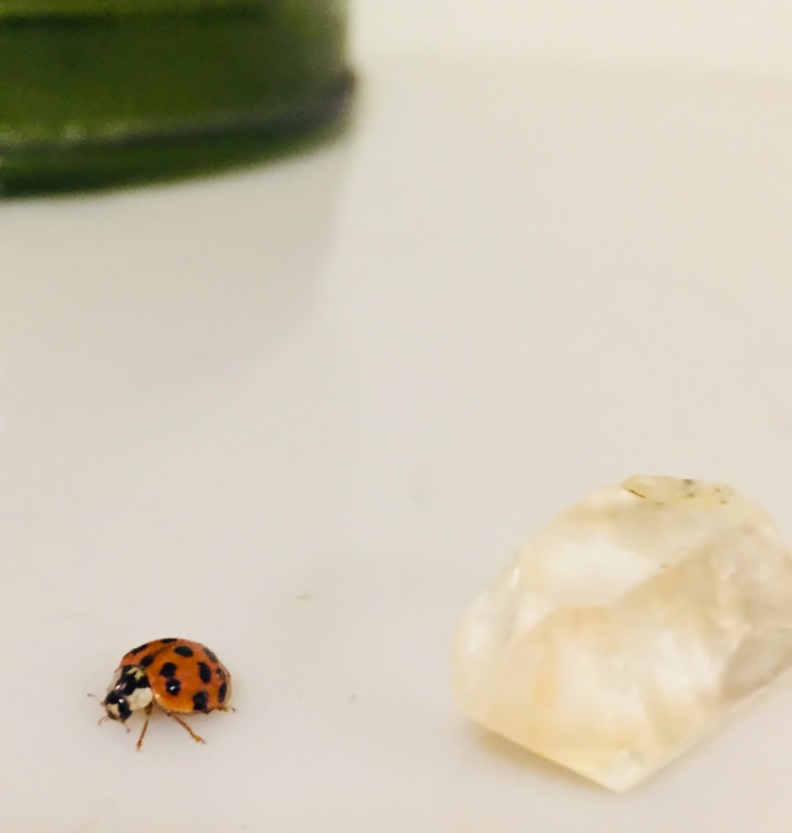 Ladybug season. - Eating Buckets